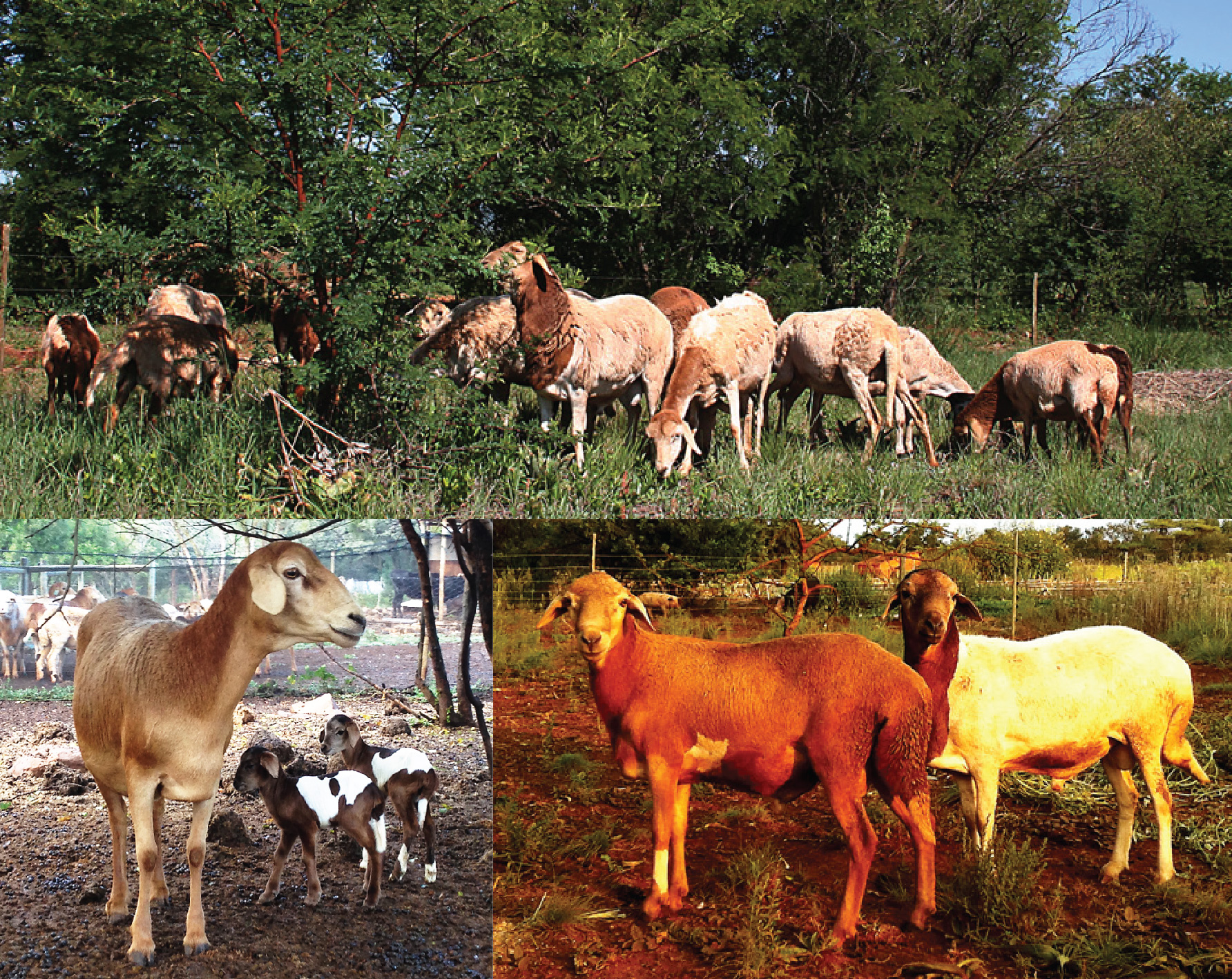 Our Animals - Wickedfood Earth