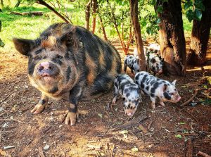 Wickedfood Earth Pig Breeding Programme - Wickedfood Earth