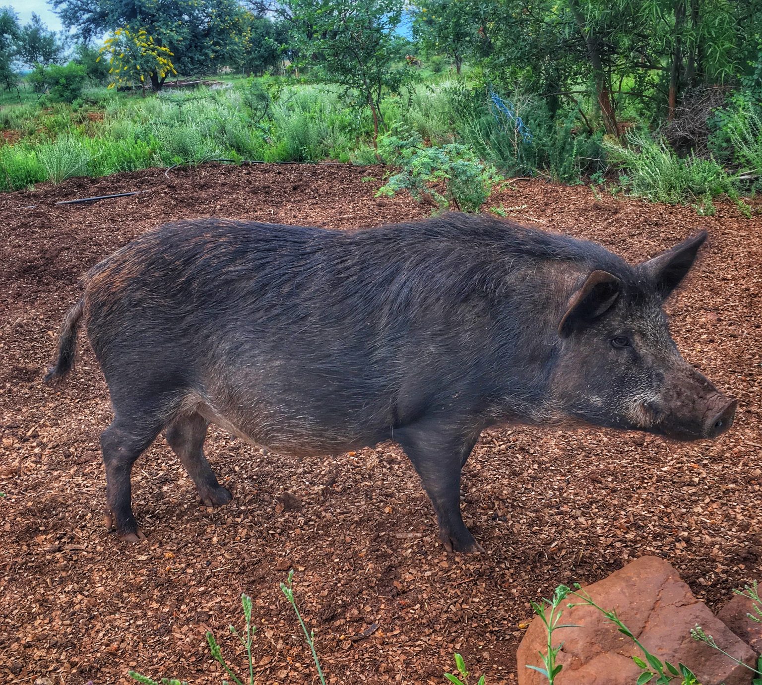 Wickedfood Earth Pig Breeding Programme - Wickedfood Earth