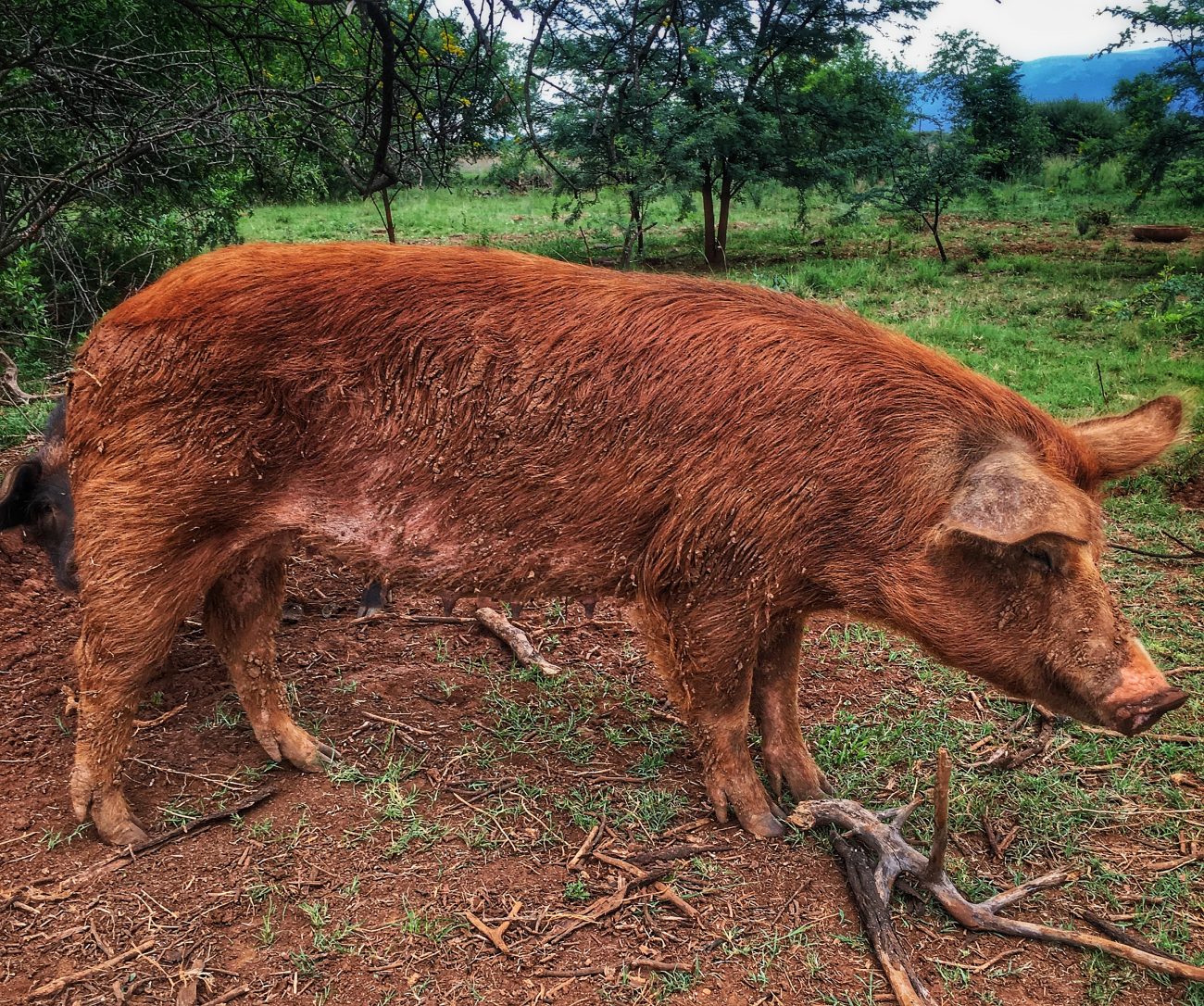Wickedfood Earth Pig Breeding Programme - Wickedfood Earth