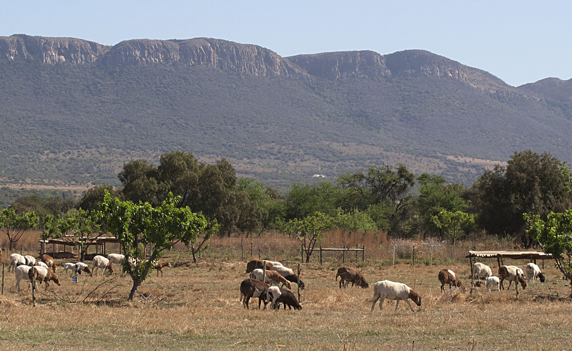 Pedi sheep - Wickedfood Earth