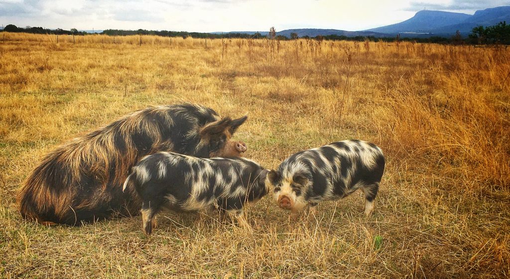 Indigenous pigs - Wickedfood Earth