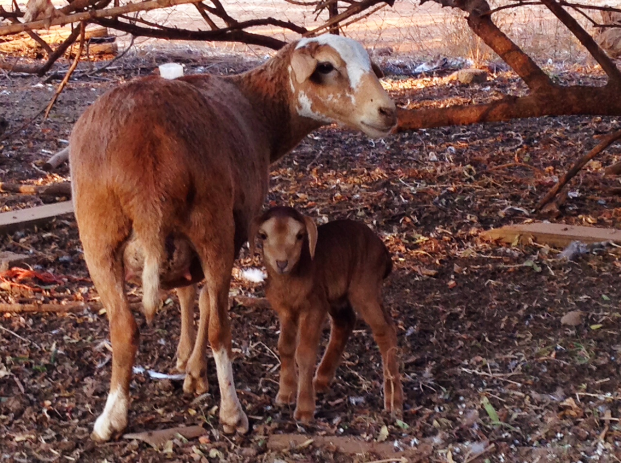Pedi sheep - Wickedfood Earth