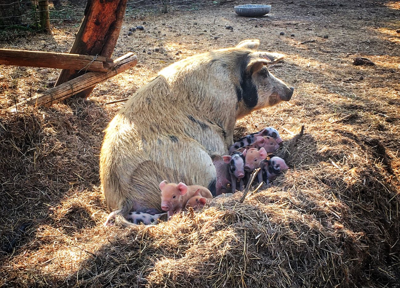 Wickedfood Earth Pig Breeding Programme - Wickedfood Earth