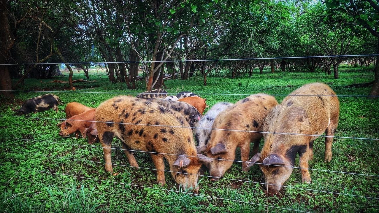 Wickedfood Earth Pig Breeding Programme - Wickedfood Earth